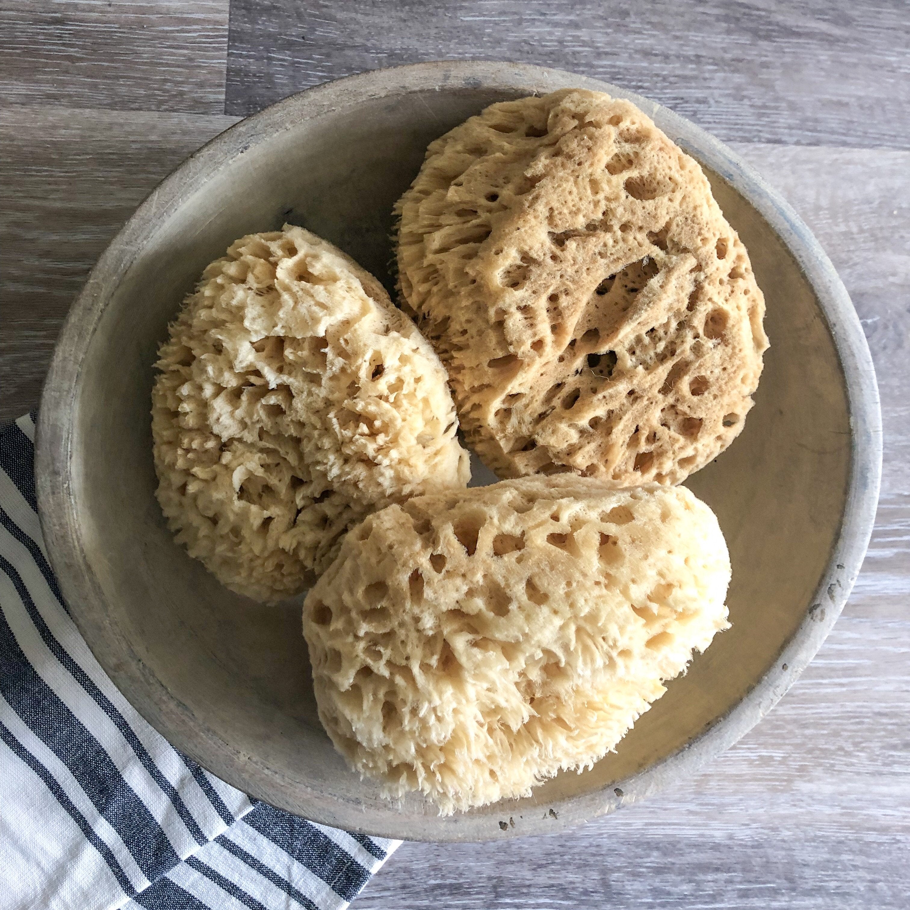 Sea Wool Sponge, Large – Provenance Soapworks